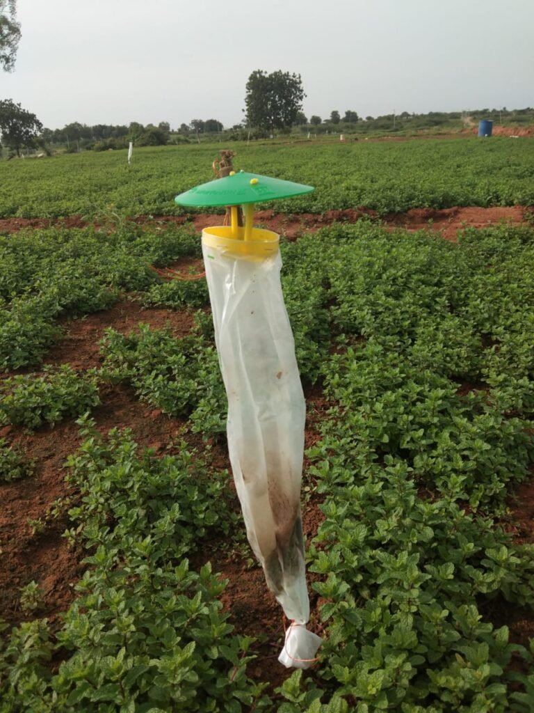 Pheromone Traps - Pheromone Chemicals
